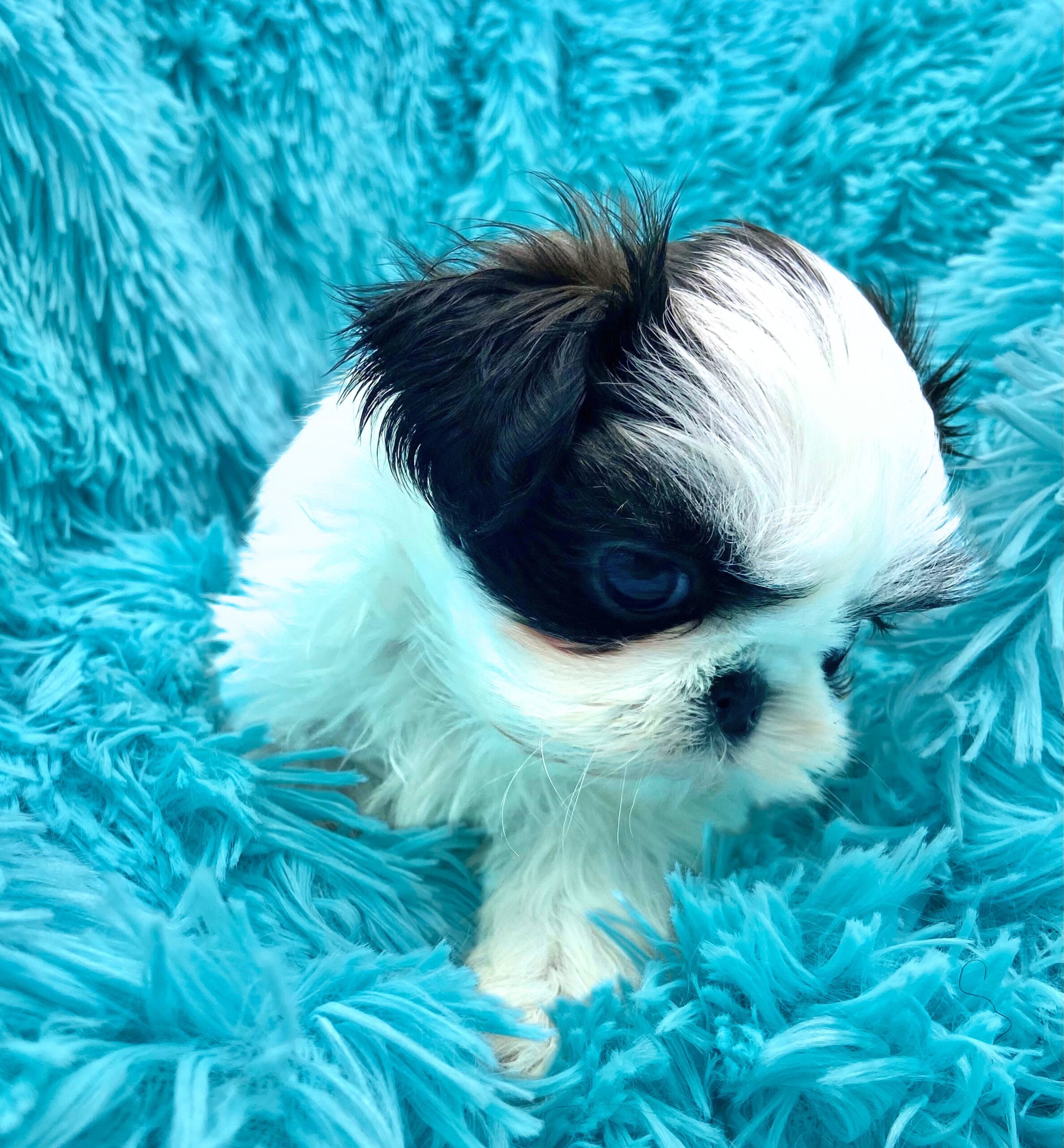 Adorable Shih Tzu Puppies Await - Fancy Garden Shih Tzu