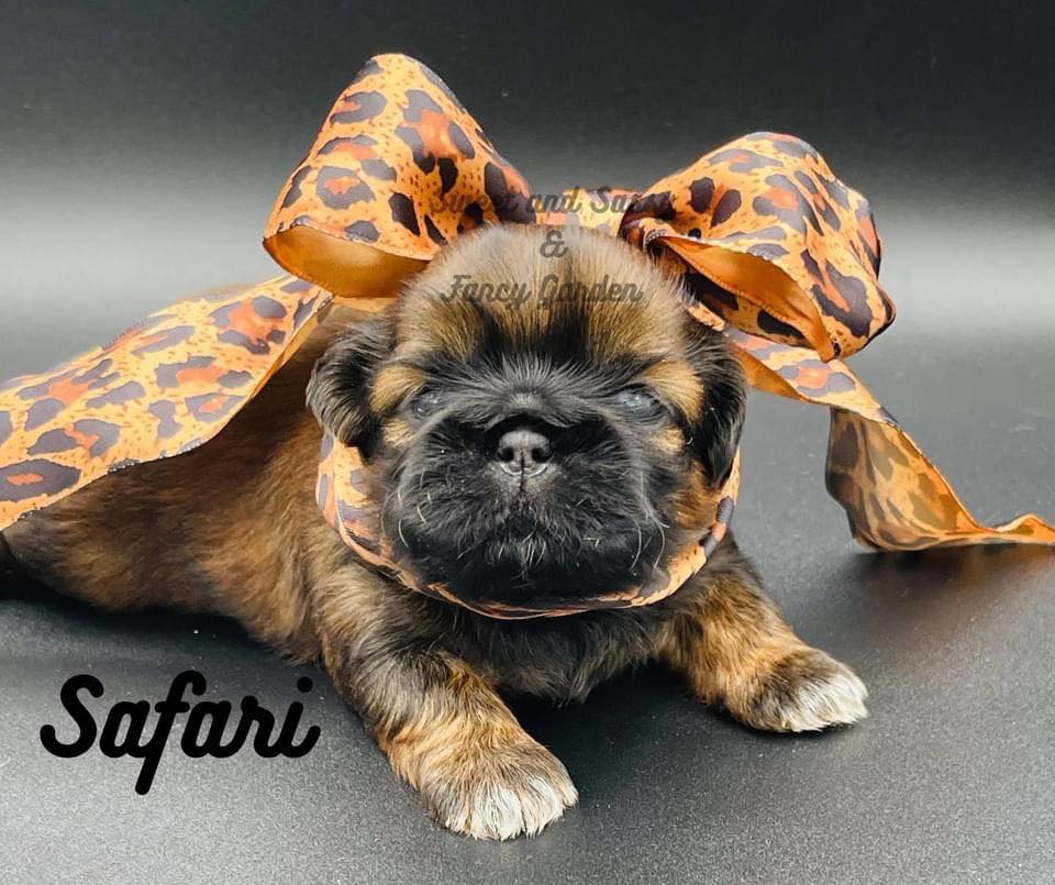 Adorable Shih Tzu Puppies Await - Fancy Garden Shih Tzu