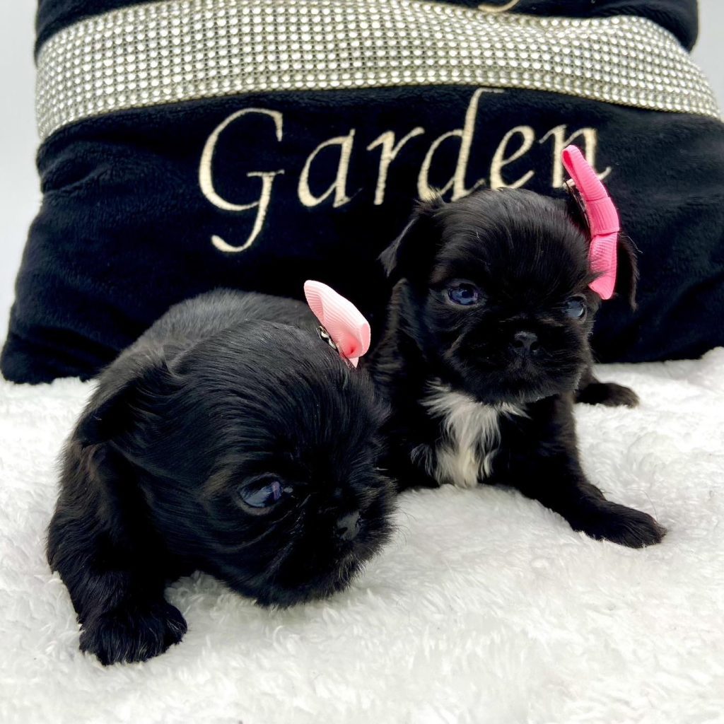 Adorable Shih Tzu Puppies Await - Fancy Garden Shih Tzu