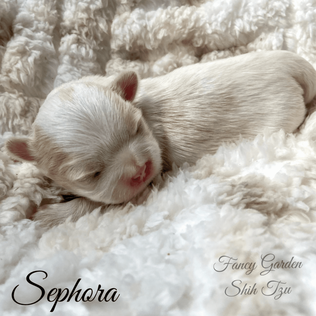 Adorable Shih Tzu Puppies Await - Fancy Garden Shih Tzu