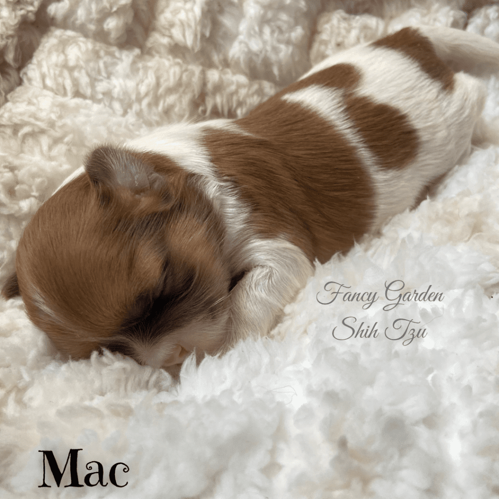 Adorable Shih Tzu Puppies Await - Fancy Garden Shih Tzu