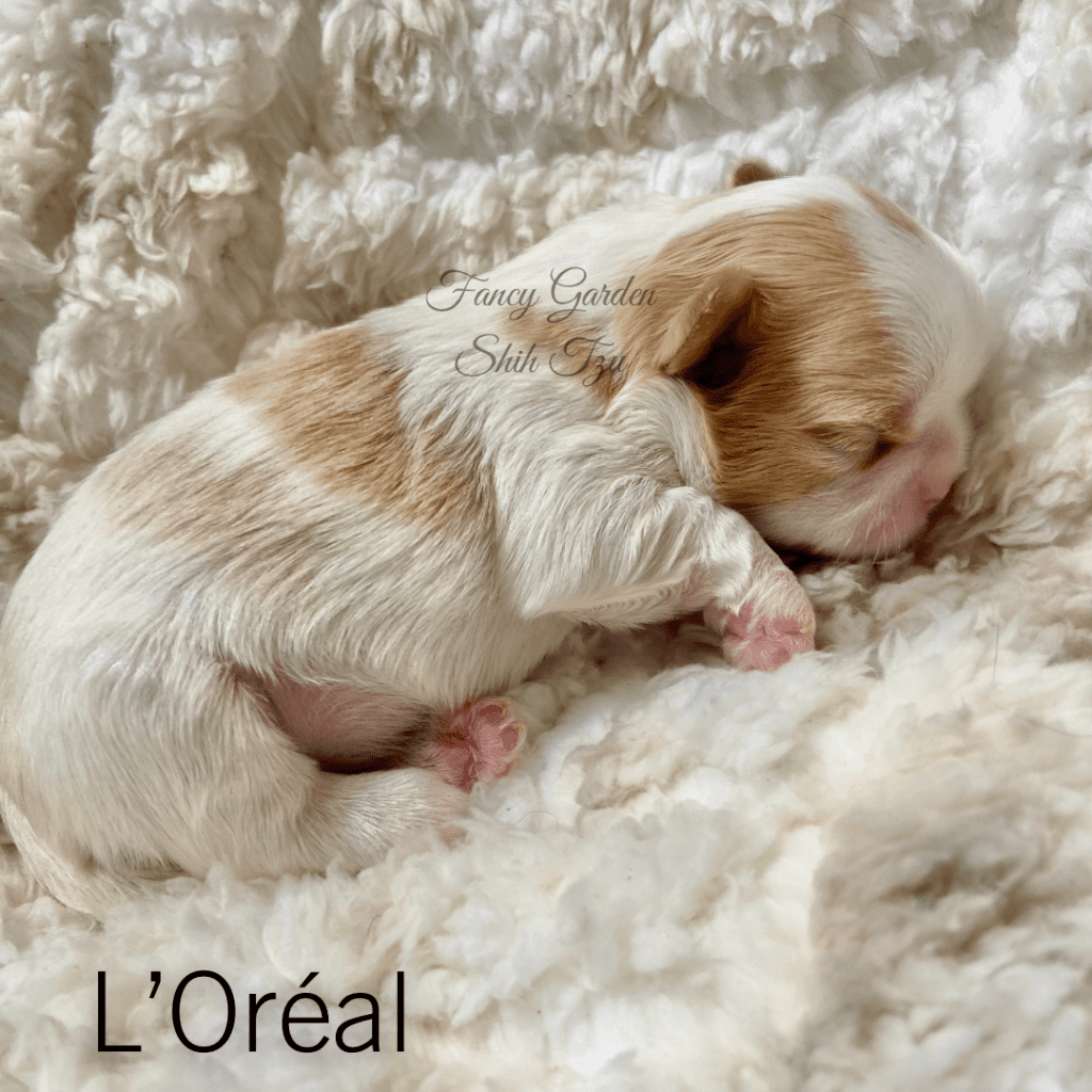 Adorable Shih Tzu Puppies Await - Fancy Garden Shih Tzu