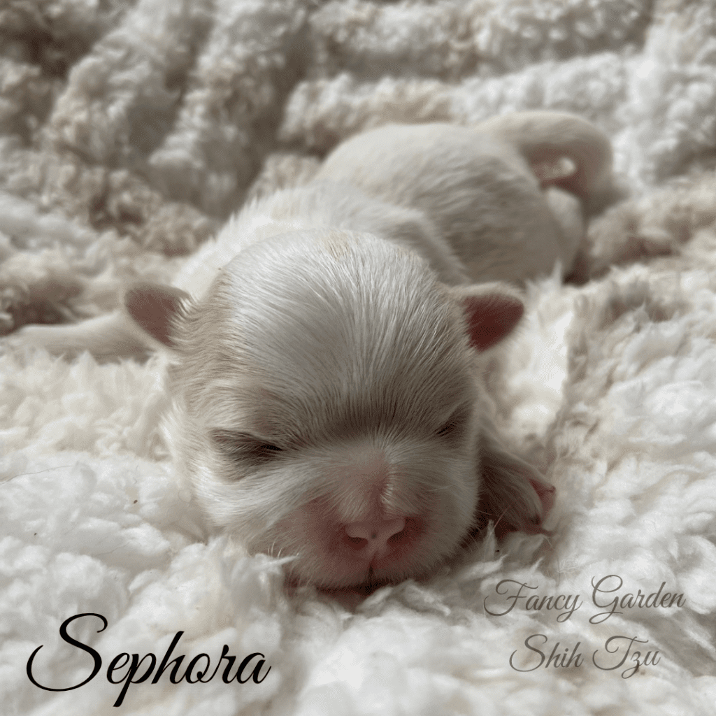 Adorable Shih Tzu Puppies Await - Fancy Garden Shih Tzu