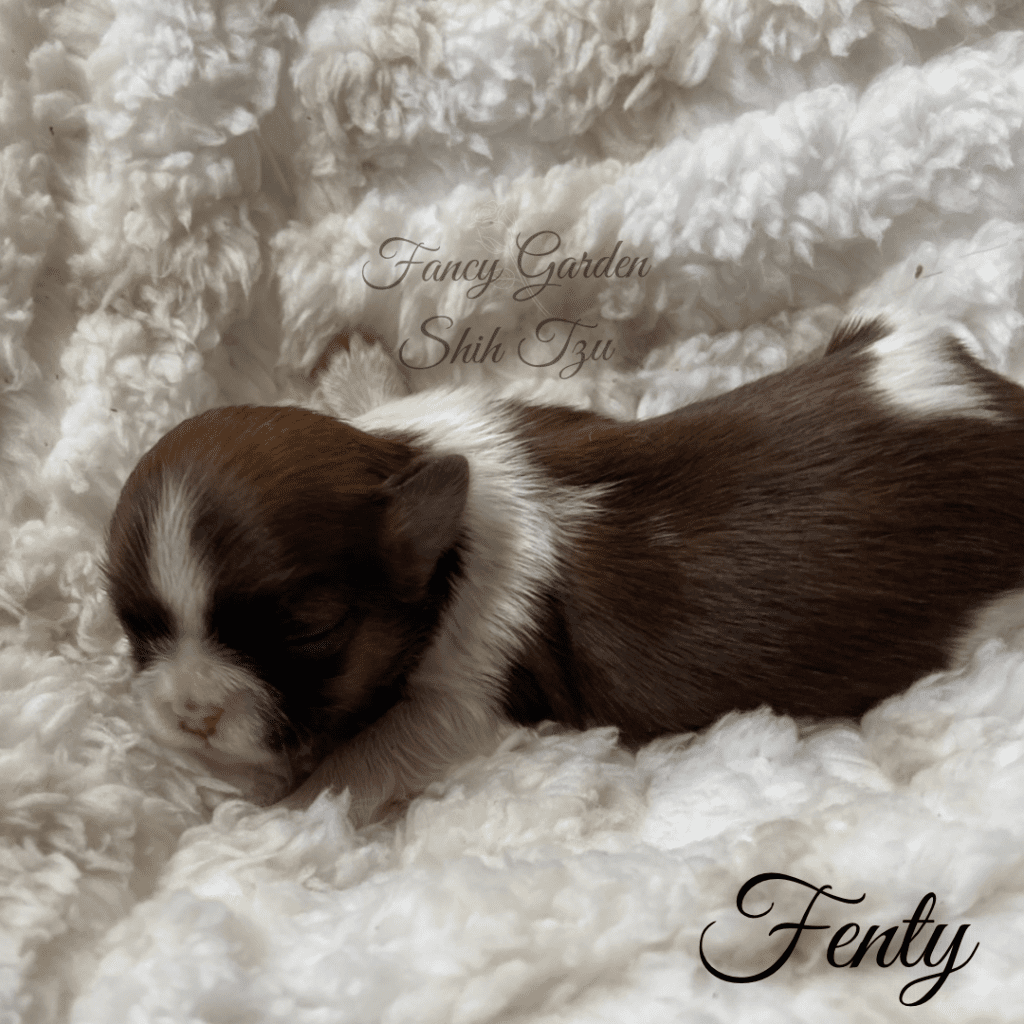 Adorable Shih Tzu Puppies Await - Fancy Garden Shih Tzu