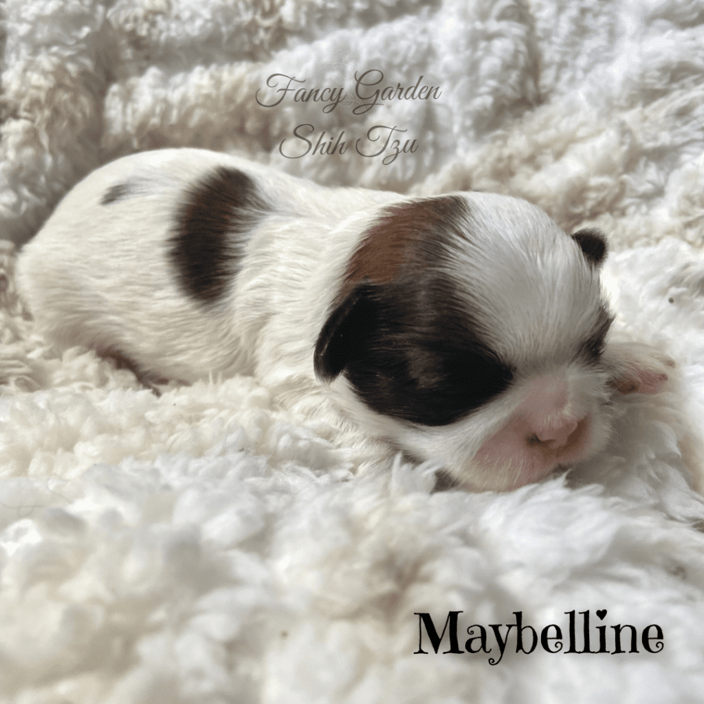Adorable Shih Tzu Puppies Await - Fancy Garden Shih Tzu