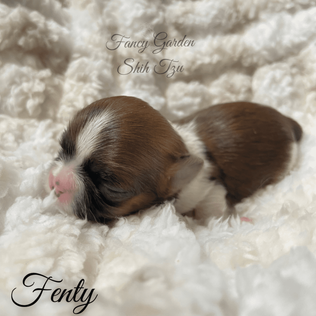 Adorable Shih Tzu Puppies Await - Fancy Garden Shih Tzu