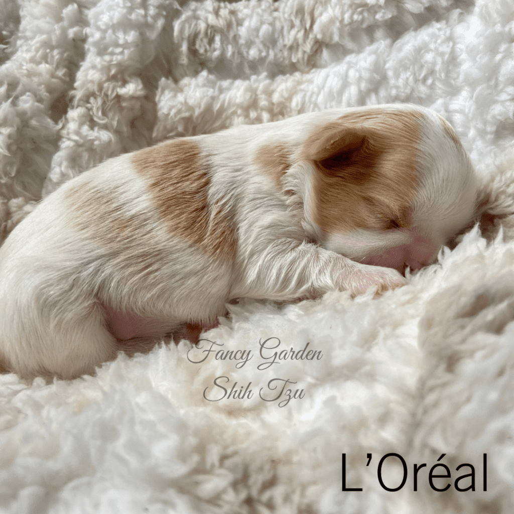 Adorable Shih Tzu Puppies Await - Fancy Garden Shih Tzu