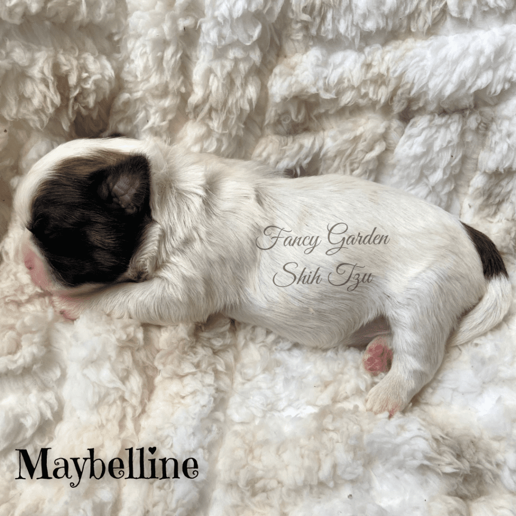 Adorable Shih Tzu Puppies Await - Fancy Garden Shih Tzu