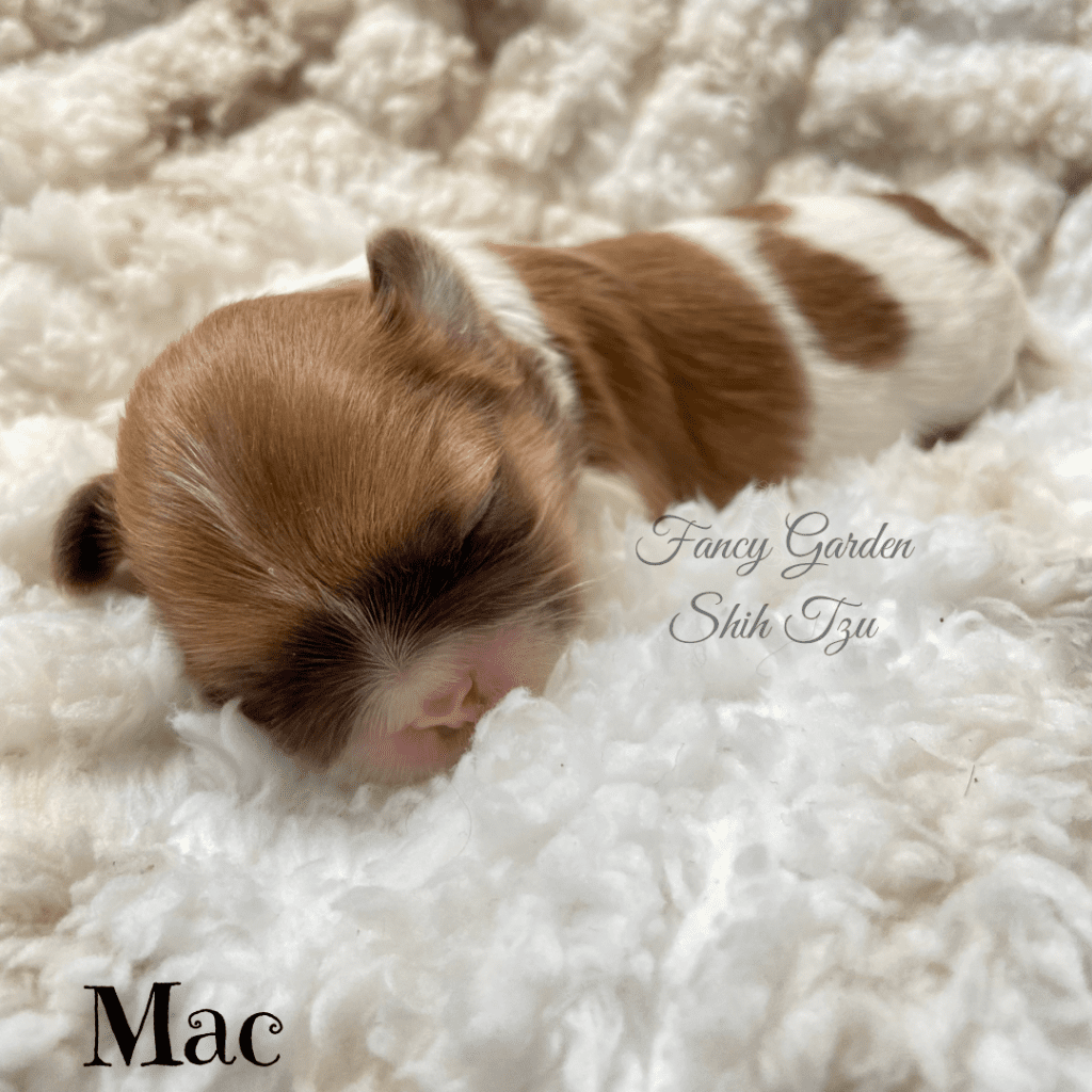 Adorable Shih Tzu Puppies Await - Fancy Garden Shih Tzu