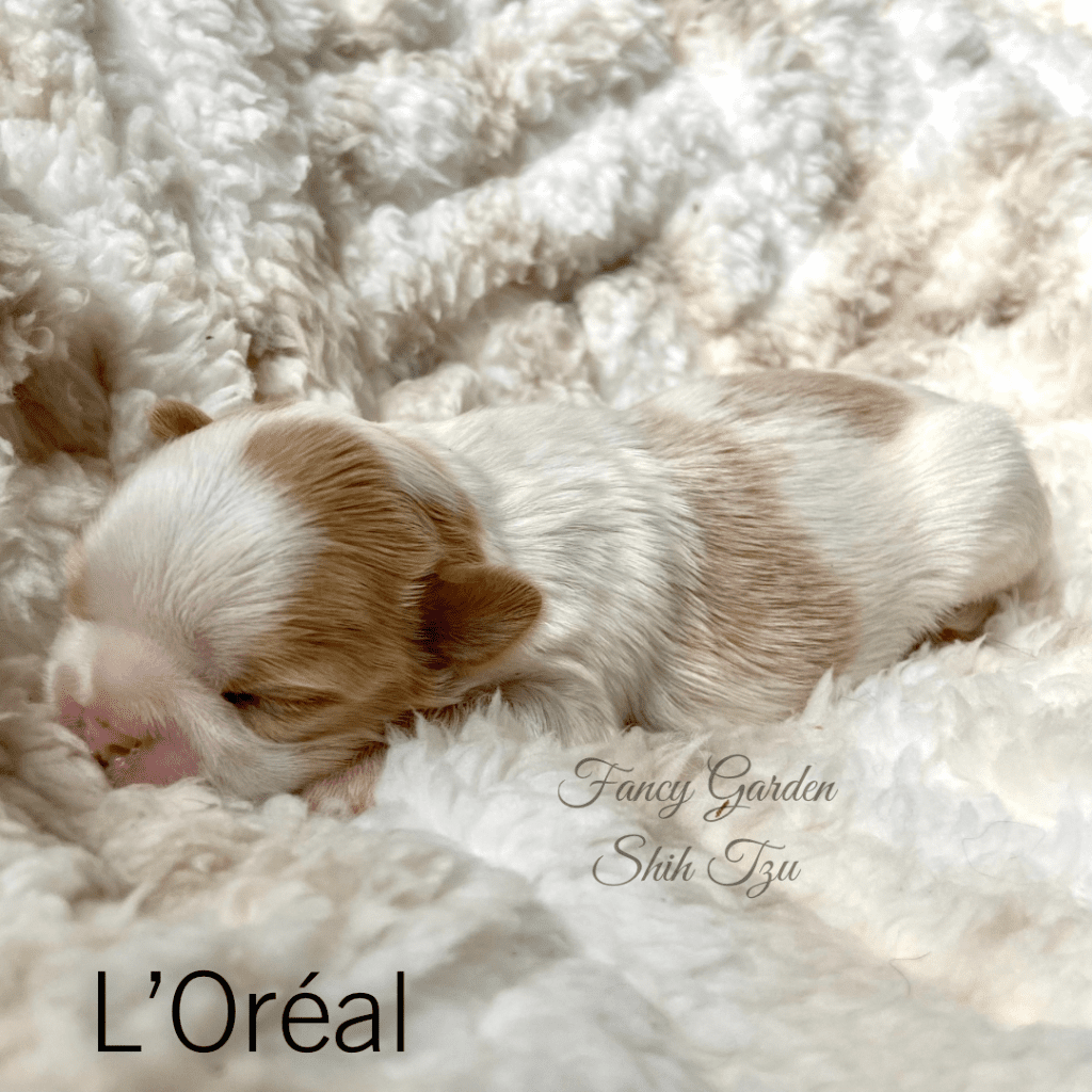 Adorable Shih Tzu Puppies Await - Fancy Garden Shih Tzu