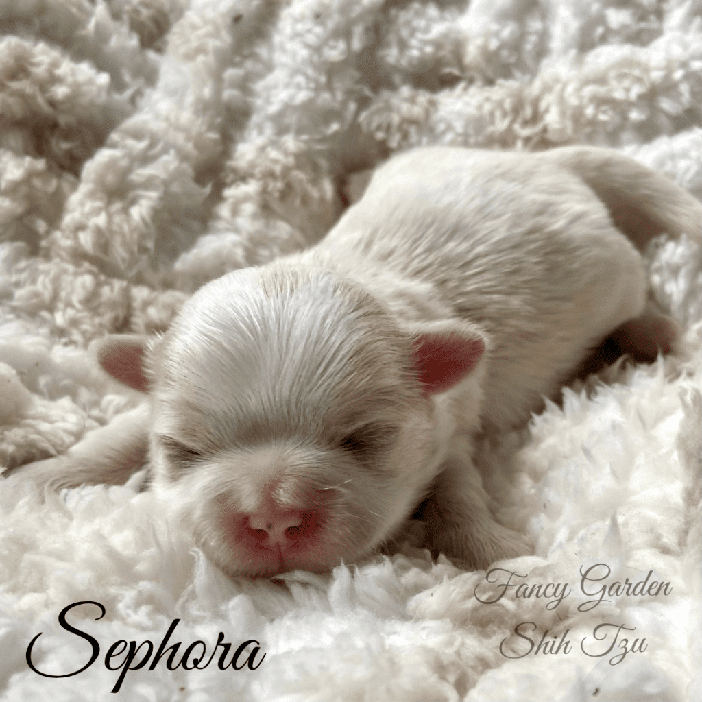 Adorable Shih Tzu Puppies Await - Fancy Garden Shih Tzu