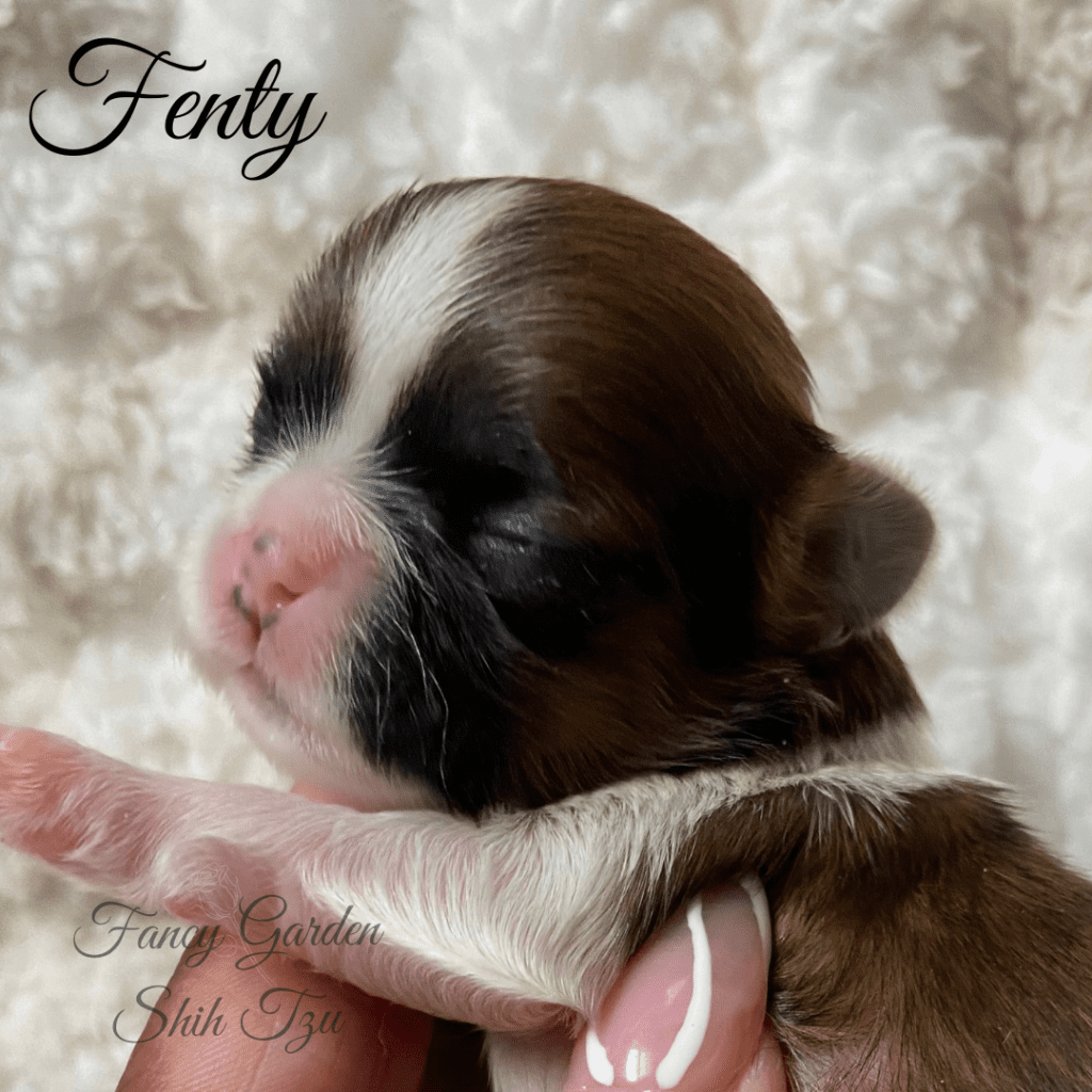 Adorable Shih Tzu Puppies Await - Fancy Garden Shih Tzu