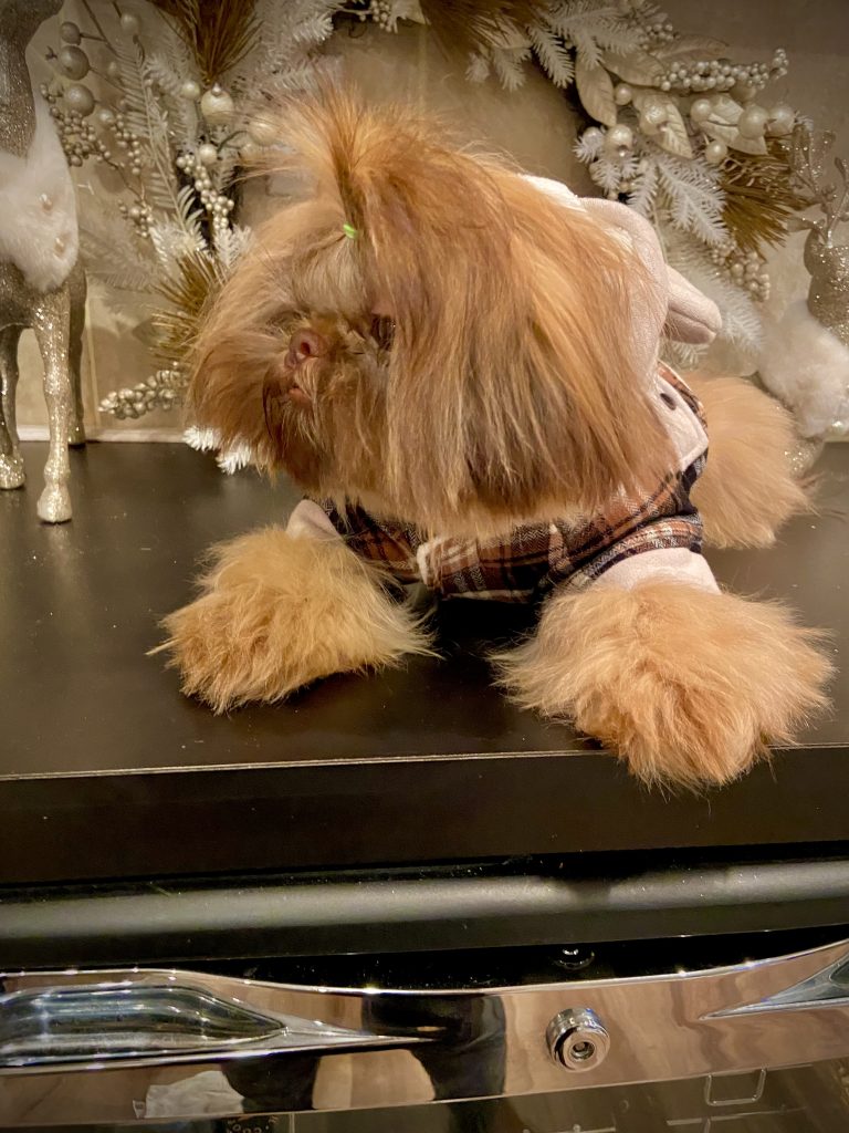 Adorable Shih Tzu Puppies Await - Fancy Garden Shih Tzu