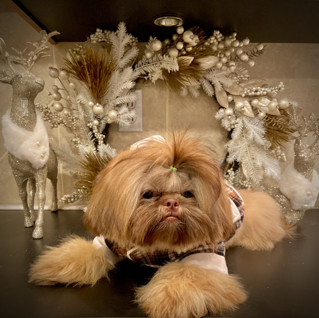 Adorable Shih Tzu Puppies Await - Fancy Garden Shih Tzu