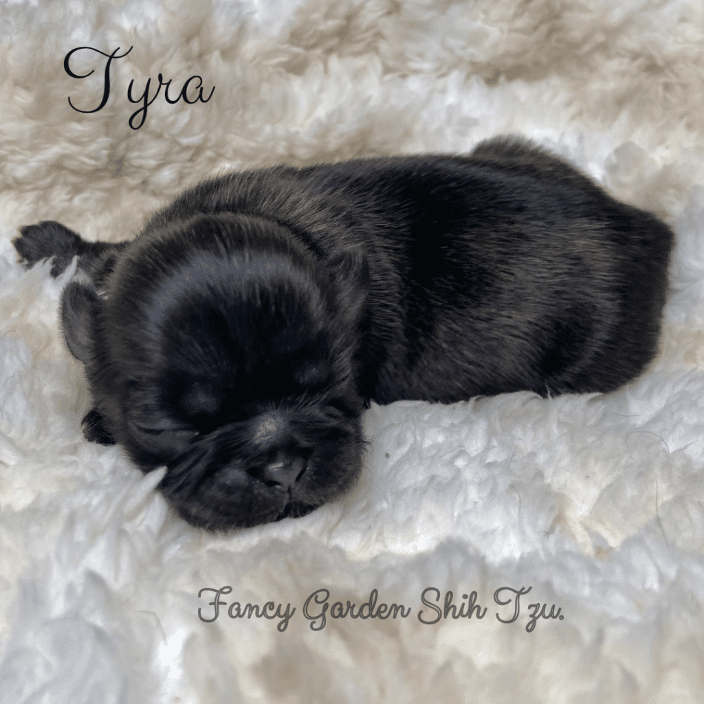 Adorable Shih Tzu Puppies Await - Fancy Garden Shih Tzu