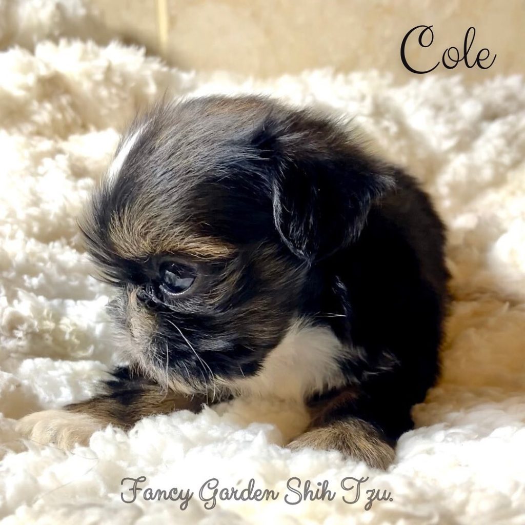 Adorable Shih Tzu Puppies Await - Fancy Garden Shih Tzu