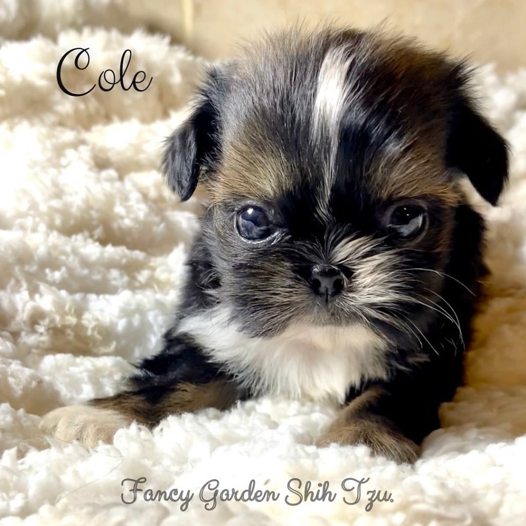 Adorable Shih Tzu Puppies Await - Fancy Garden Shih Tzu
