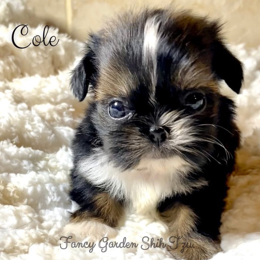 Adorable Shih Tzu Puppies Await - Fancy Garden Shih Tzu