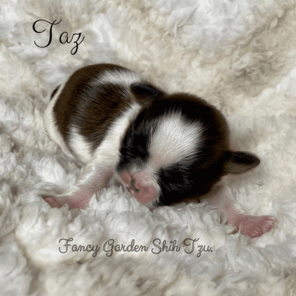 Adorable Shih Tzu Puppies Await - Fancy Garden Shih Tzu