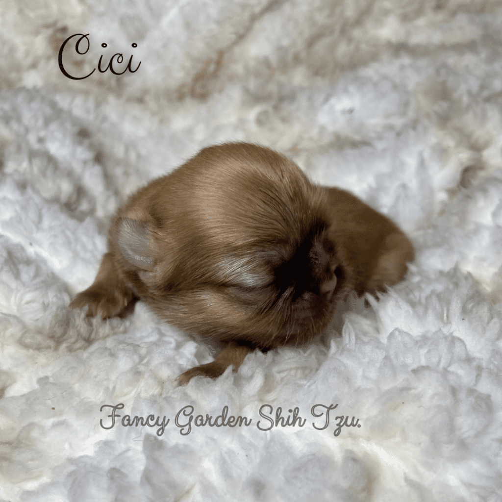 Adorable Shih Tzu Puppies Await - Fancy Garden Shih Tzu