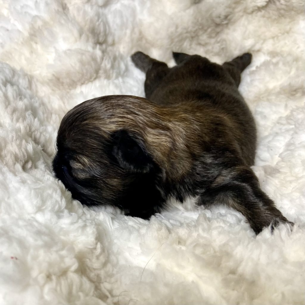 Adorable Shih Tzu Puppies Await - Fancy Garden Shih Tzu