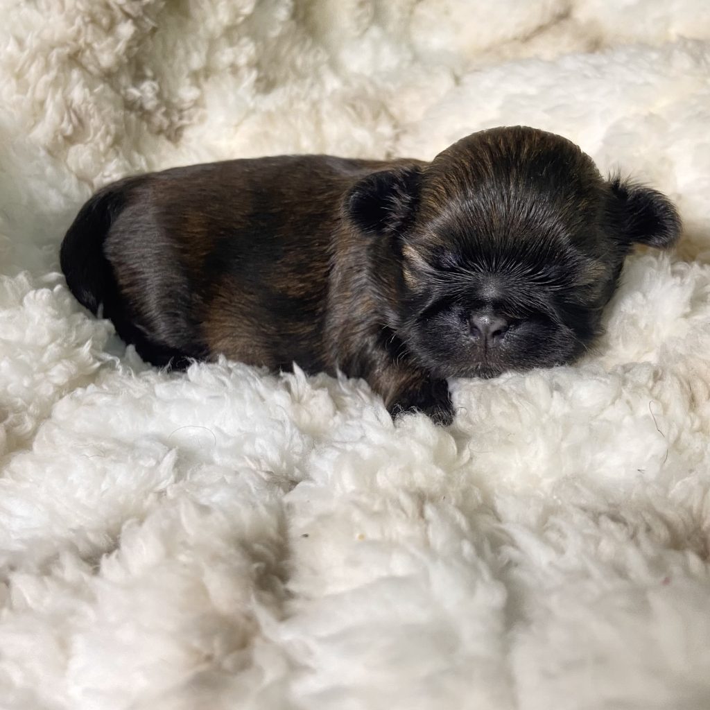 Adorable Shih Tzu Puppies Await - Fancy Garden Shih Tzu