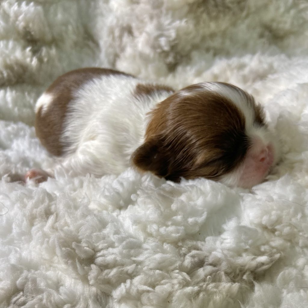 Adorable Shih Tzu Puppies Await - Fancy Garden Shih Tzu