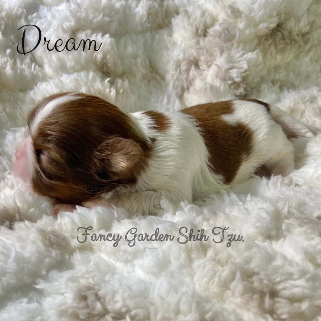 Adorable Shih Tzu Puppies Await - Fancy Garden Shih Tzu