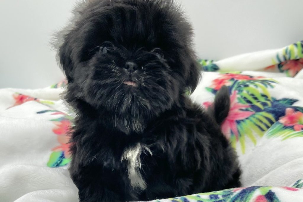Adorable Shih Tzu Puppies Await - Fancy Garden Shih Tzu