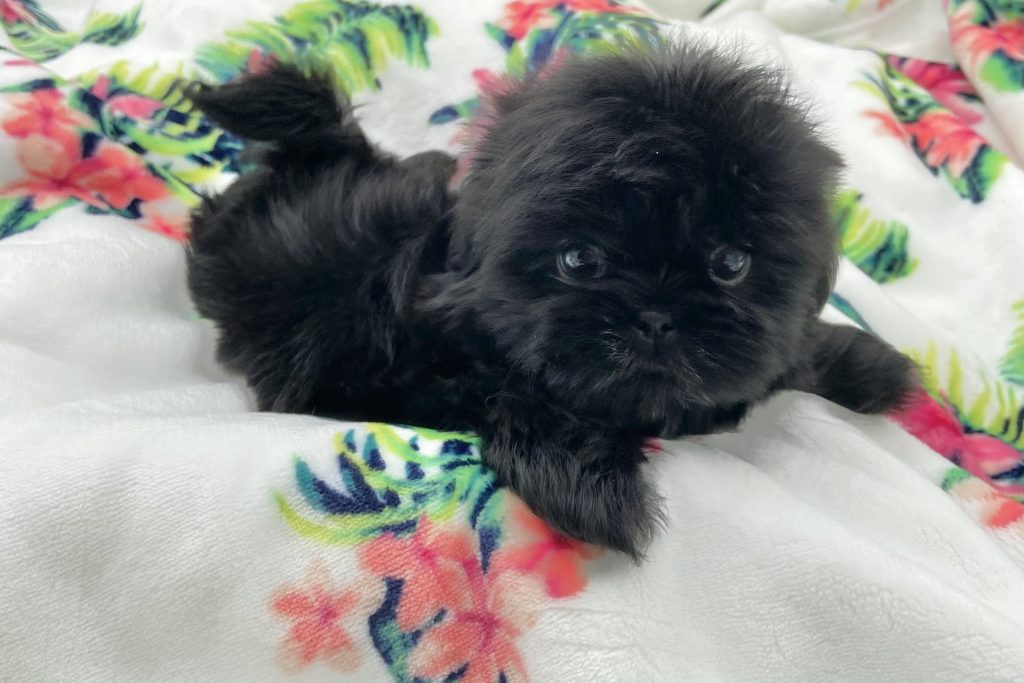 Adorable Shih Tzu Puppies Await - Fancy Garden Shih Tzu