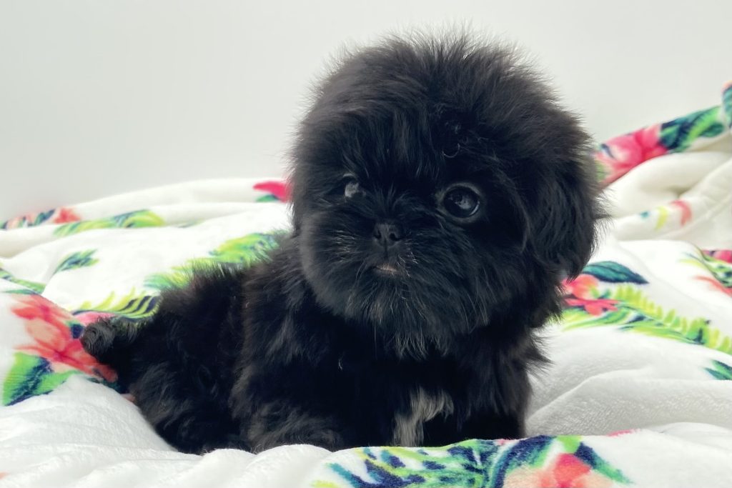 Adorable Shih Tzu Puppies Await - Fancy Garden Shih Tzu