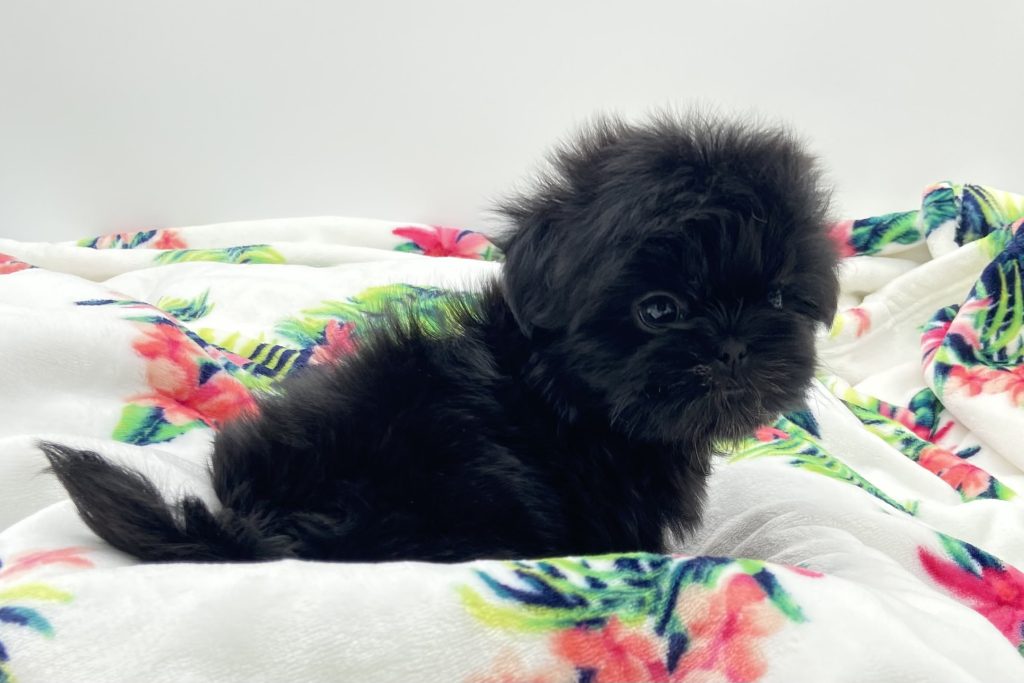 Adorable Shih Tzu Puppies Await - Fancy Garden Shih Tzu