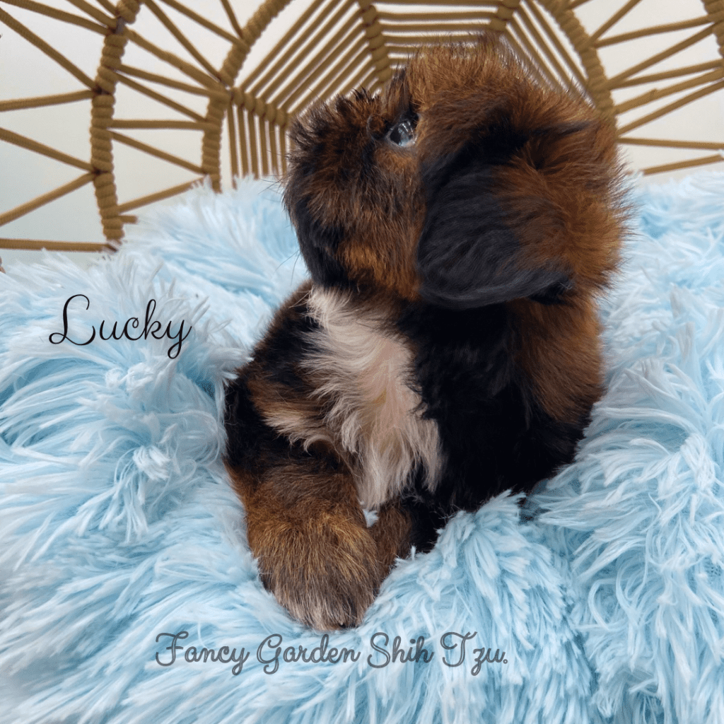 Adorable Shih Tzu Puppies Await - Fancy Garden Shih Tzu