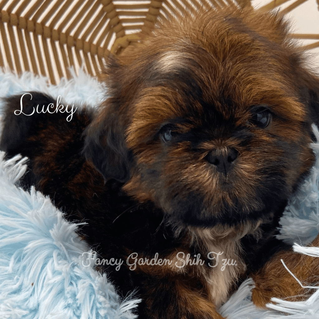 Adorable Shih Tzu Puppies Await - Fancy Garden Shih Tzu
