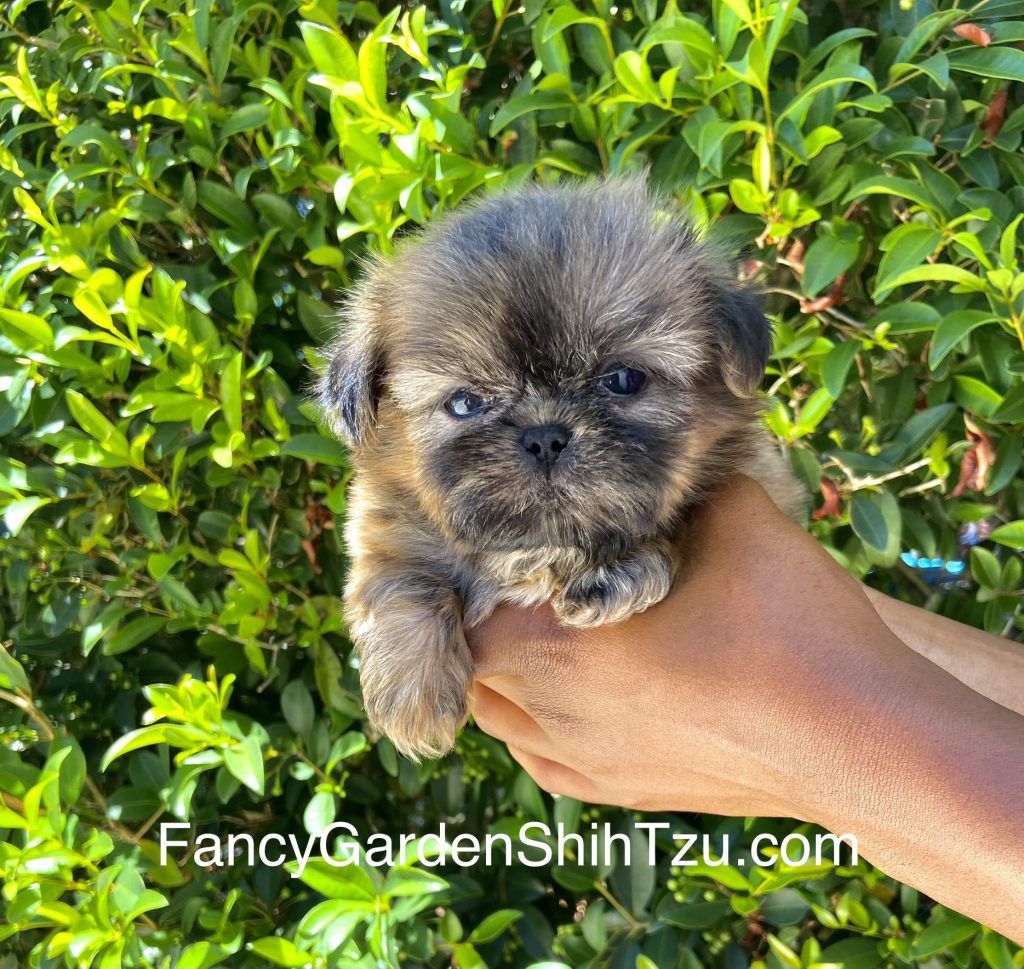 Adorable Shih Tzu Puppies Await - Fancy Garden Shih Tzu