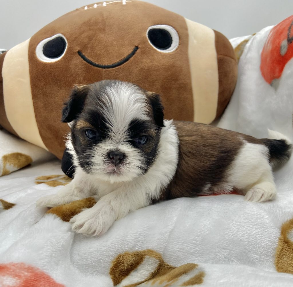 Adorable Shih Tzu Puppies Await - Fancy Garden Shih Tzu