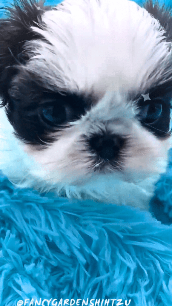 Adorable Shih Tzu Puppies Await - Fancy Garden Shih Tzu