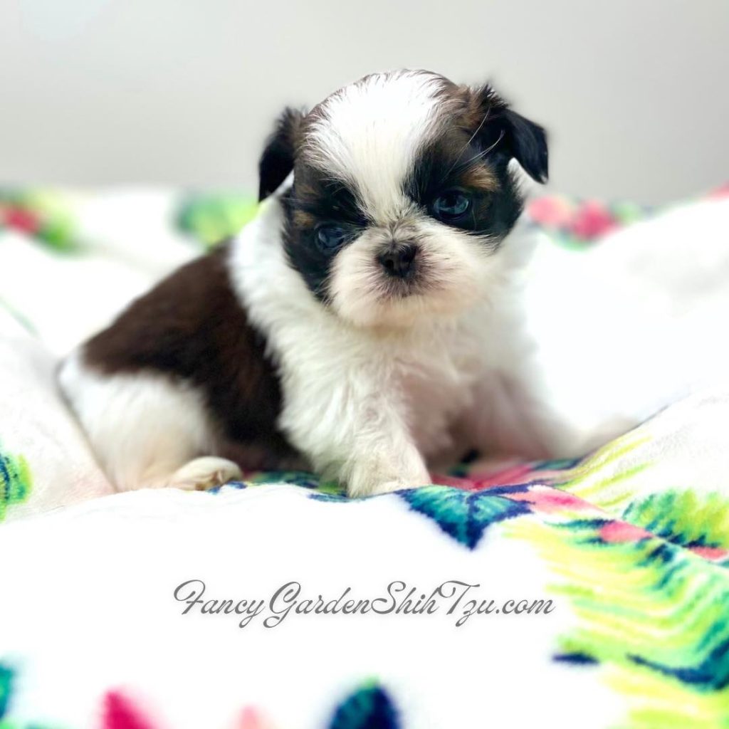 Adorable Shih Tzu Puppies Await - Fancy Garden Shih Tzu