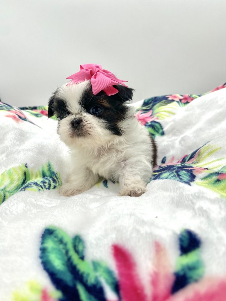 Adorable Shih Tzu Puppies Await - Fancy Garden Shih Tzu