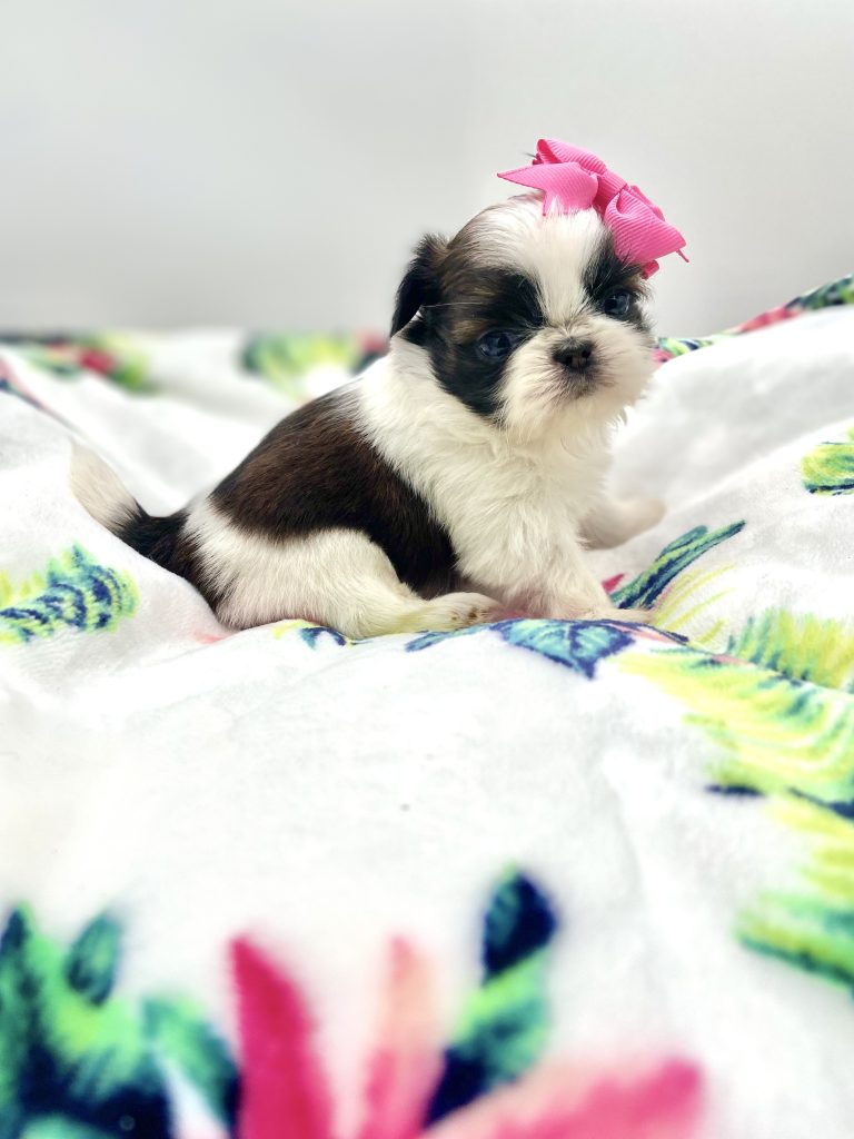 Adorable Shih Tzu Puppies Await - Fancy Garden Shih Tzu