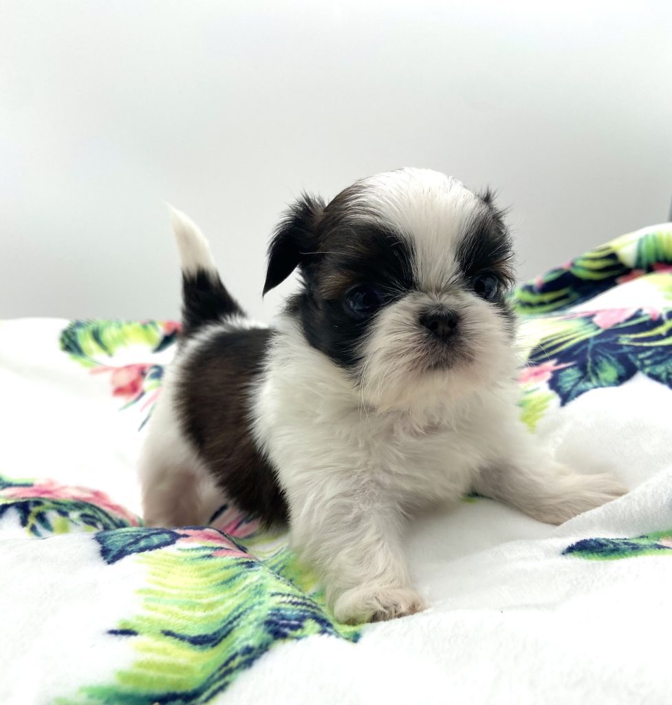 Adorable Shih Tzu Puppies Await - Fancy Garden Shih Tzu