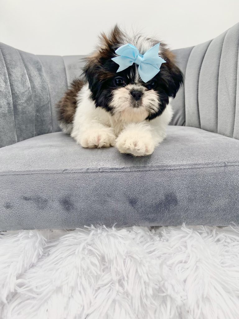 Adorable Shih Tzu Puppies Await - Fancy Garden Shih Tzu