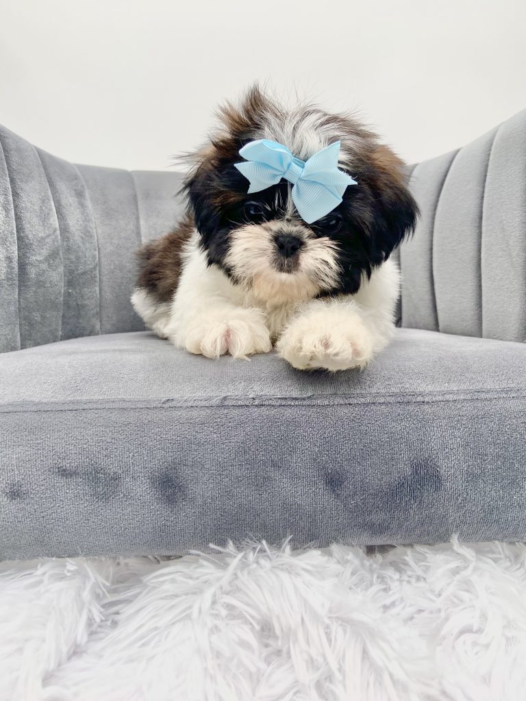 Adorable Shih Tzu Puppies Await - Fancy Garden Shih Tzu