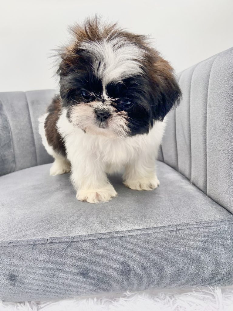 Adorable Shih Tzu Puppies Await - Fancy Garden Shih Tzu