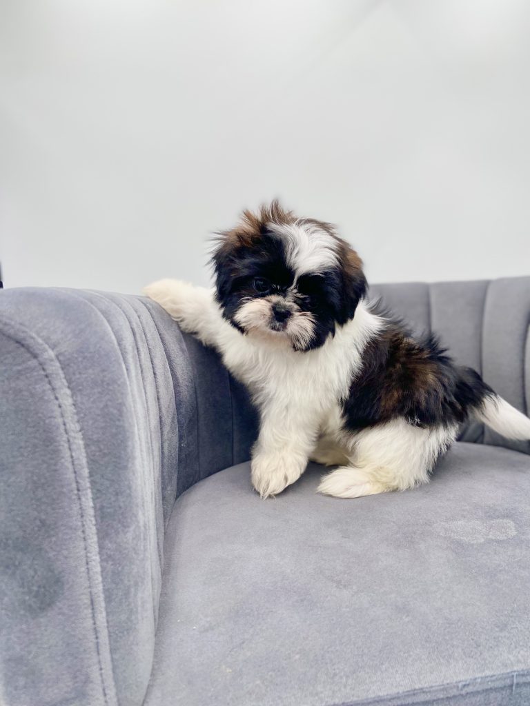 Adorable Shih Tzu Puppies Await - Fancy Garden Shih Tzu