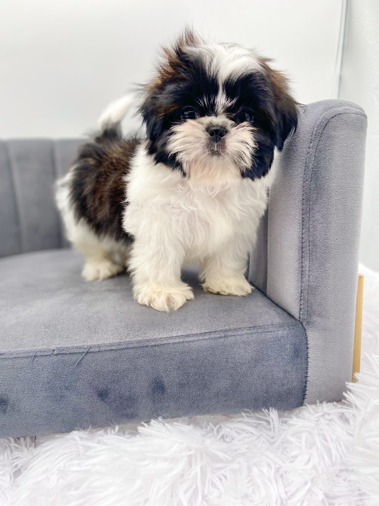 Adorable Shih Tzu Puppies Await - Fancy Garden Shih Tzu