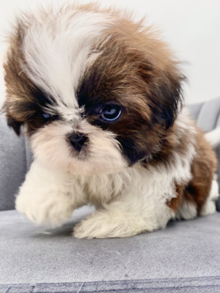 Adorable Shih Tzu Puppies Await - Fancy Garden Shih Tzu