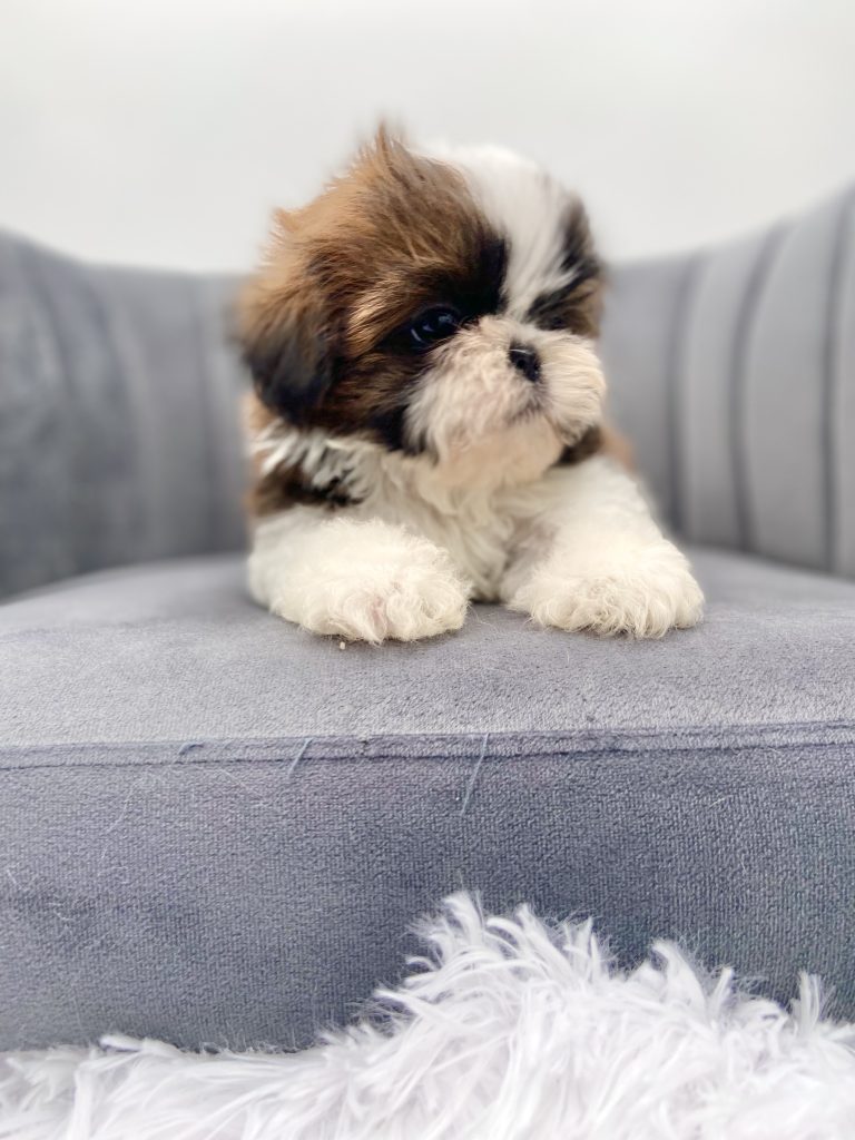 Adorable Shih Tzu Puppies Await - Fancy Garden Shih Tzu