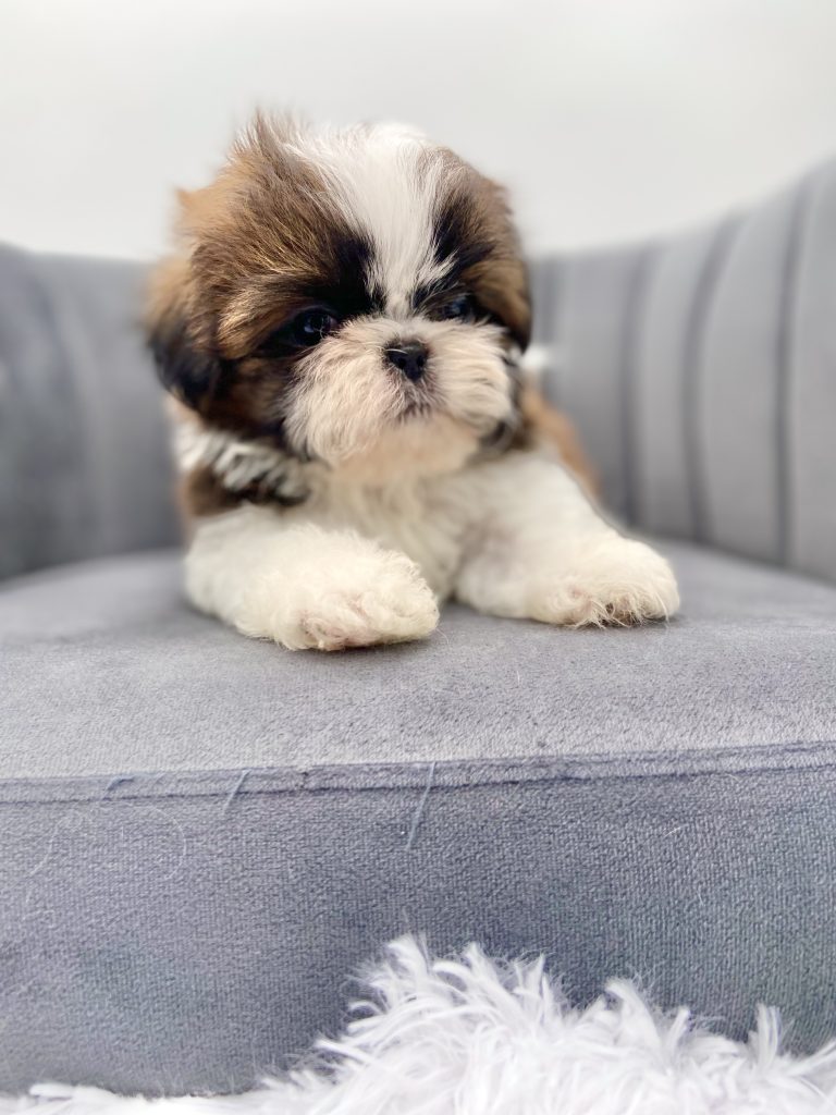 Adorable Shih Tzu Puppies Await - Fancy Garden Shih Tzu