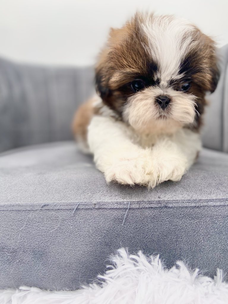 Adorable Shih Tzu Puppies Await - Fancy Garden Shih Tzu